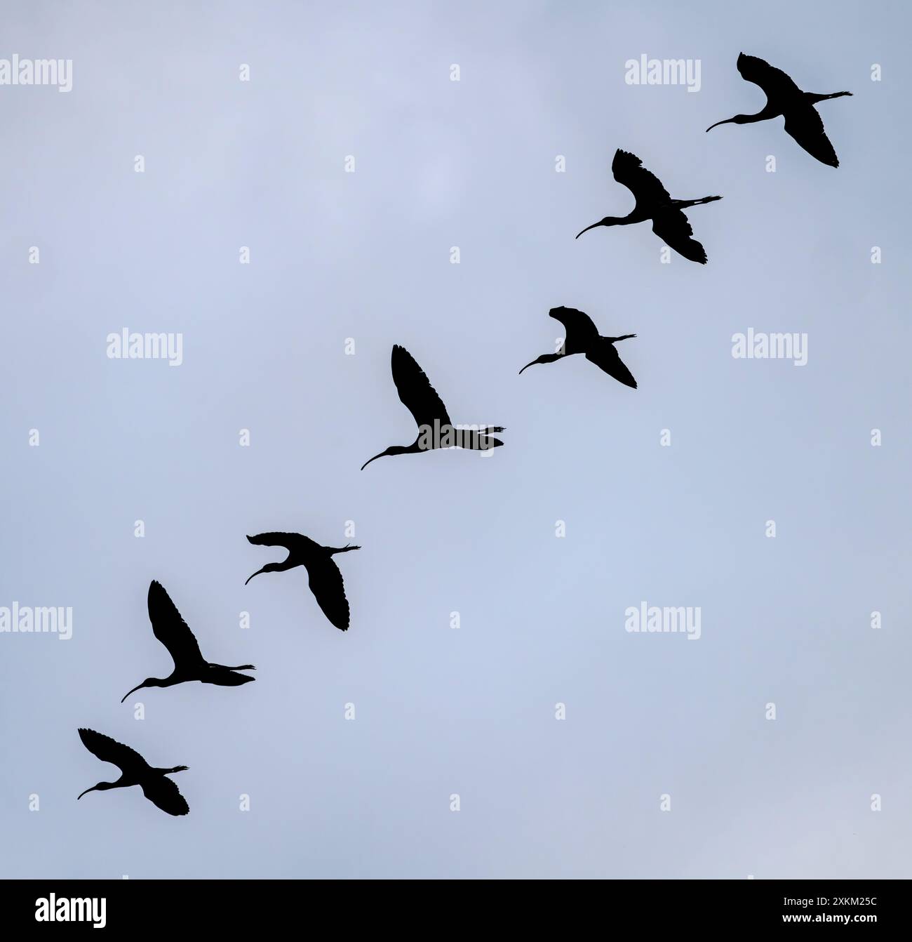 A flock of white-faced ibis (Plegadis chihi) fly over Bear River ...