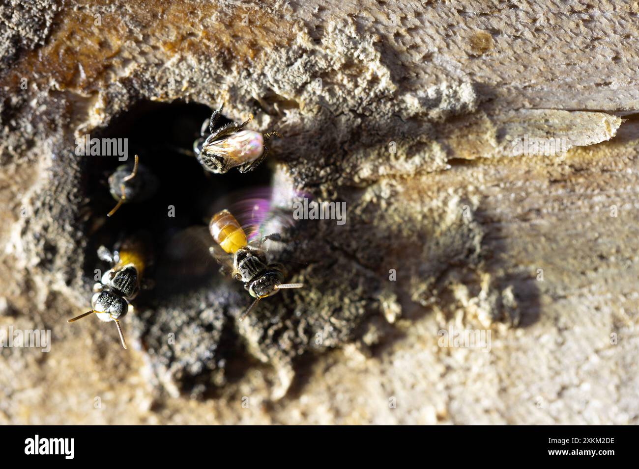 Austroplebeia australis hi-res stock photography and images - Alamy