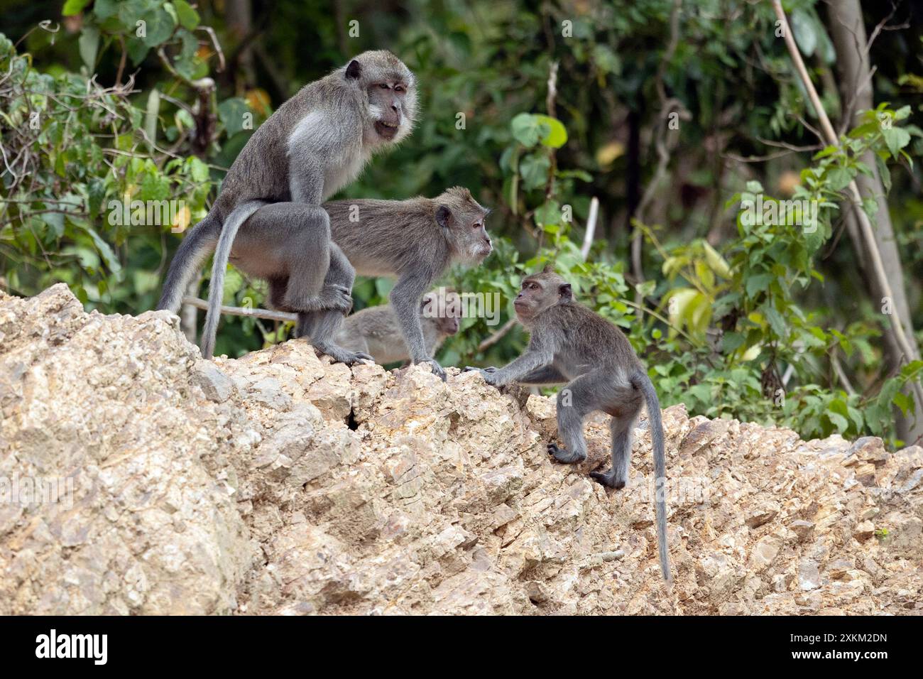 Monkeys mating hi-res stock photography and images - Alamy