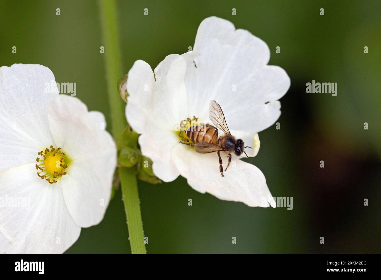 06.11.2023, Indonesia, Lombok, Keroya - Asian honey bee on a white ...