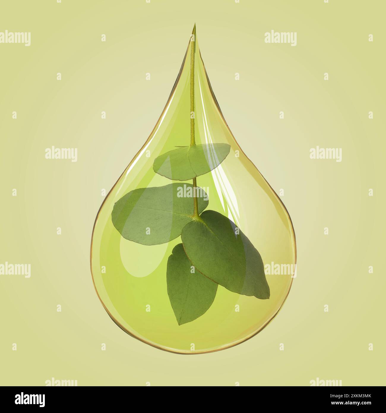 Eucalyptus oil drop with branch inside on olive background Stock Photo ...