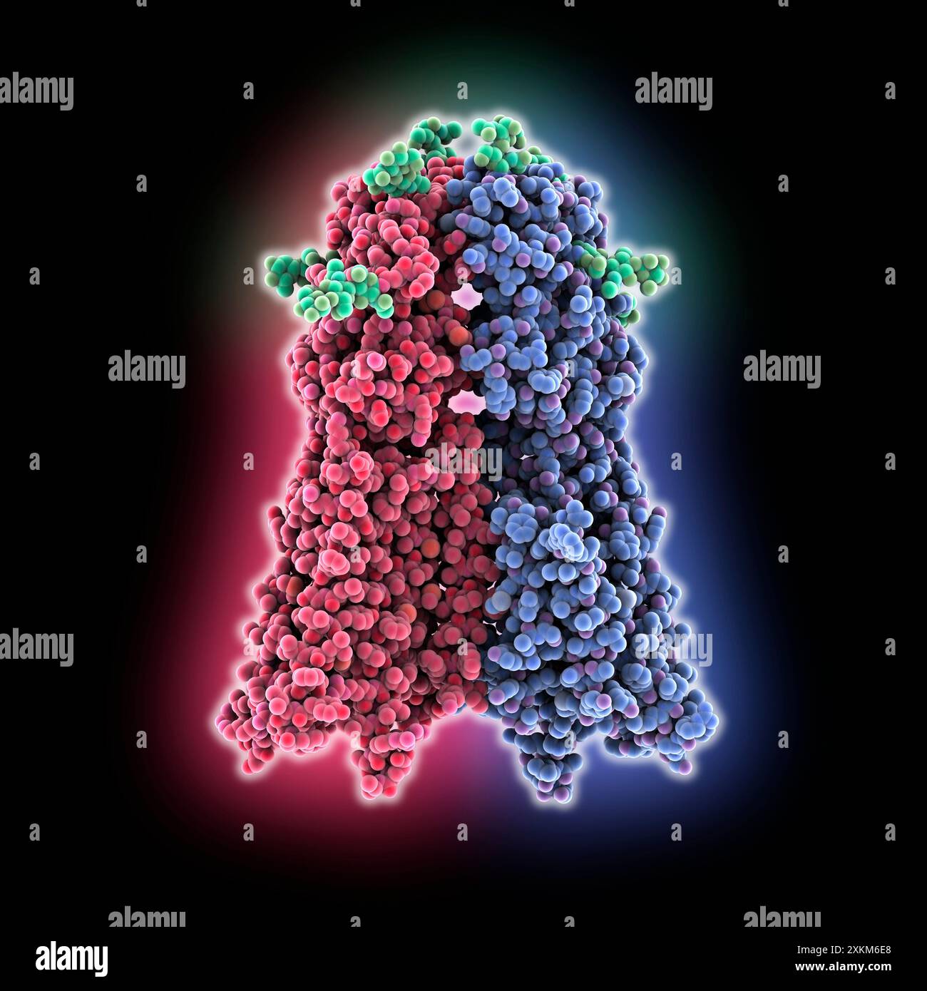 Molecular model of an unbound homo 2-mer human SID1 transmembrane ...