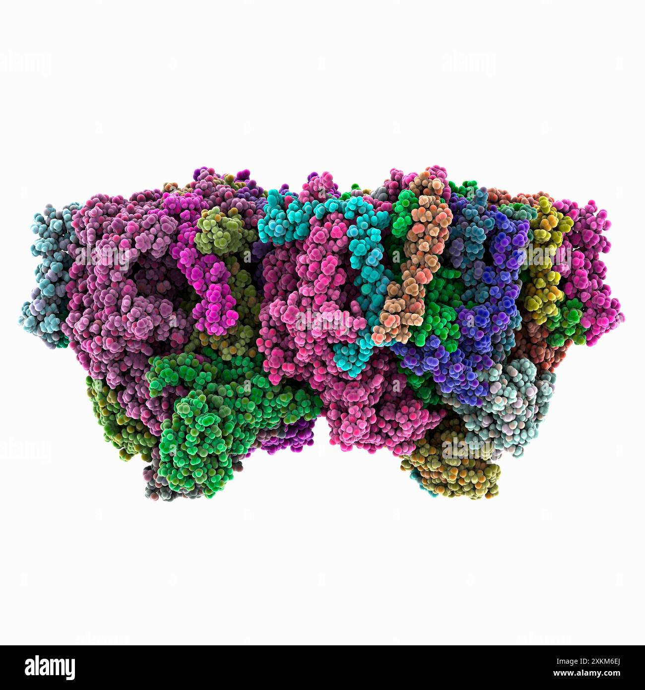 Molecular model of the photosystem II from Thermosynechococcus vestitus ...