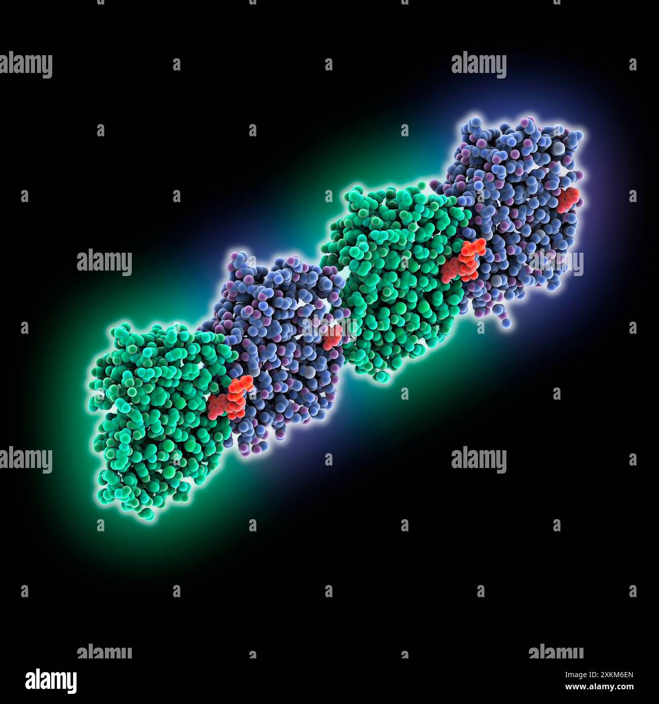 Molecular model of a microtubule composed of two alternating types of ...