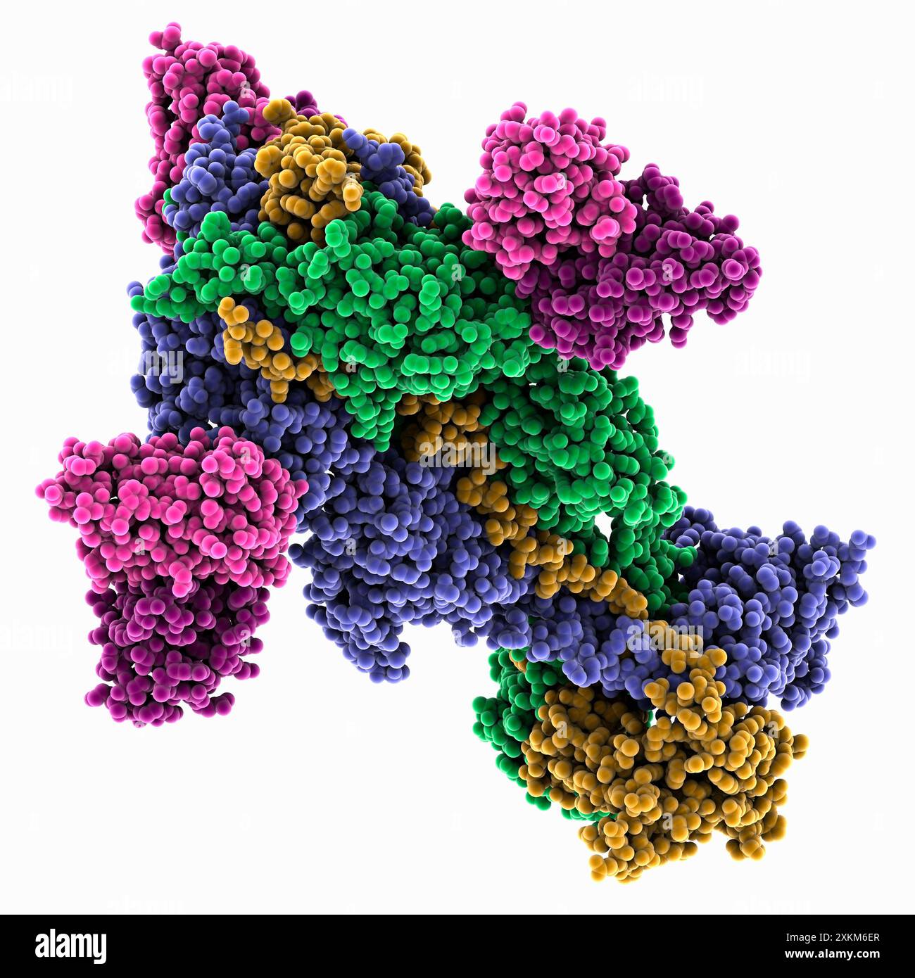 Molecular model of the Herpes simplex virus hetero 9-mer envelope ...