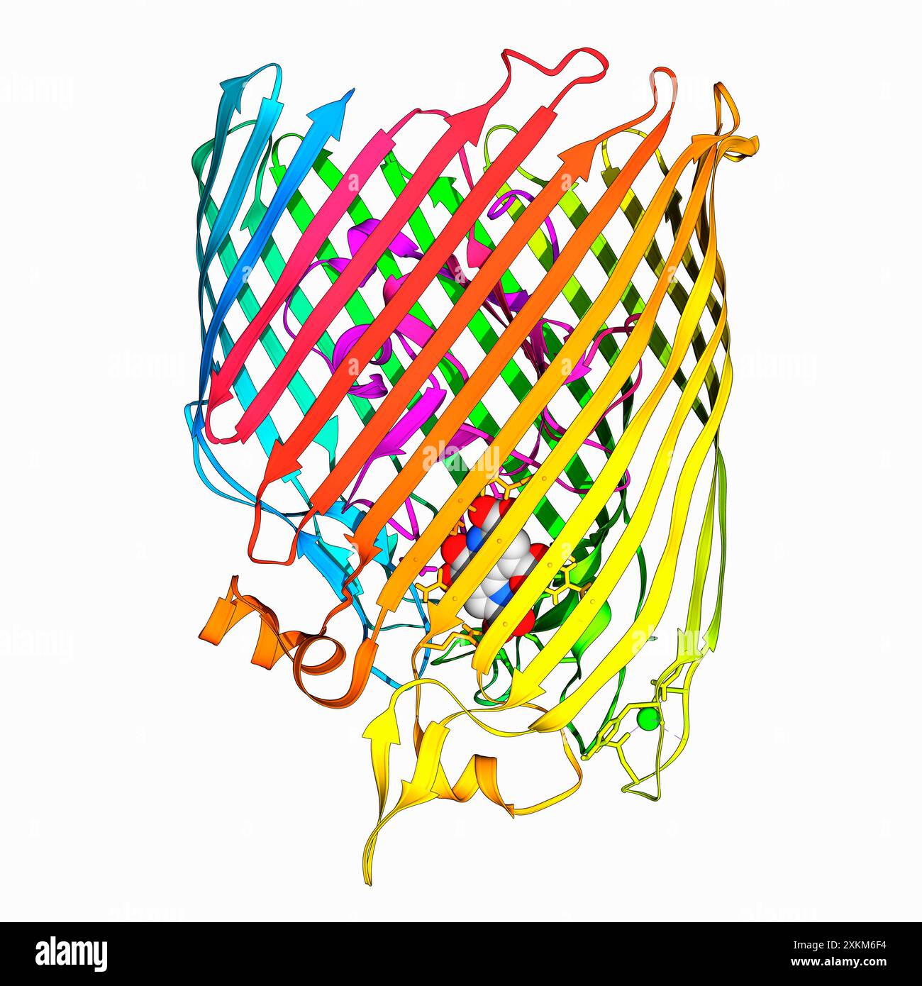 Molecular model of PqqU from Escherichia coli complexed with PQQ. PqqU ...