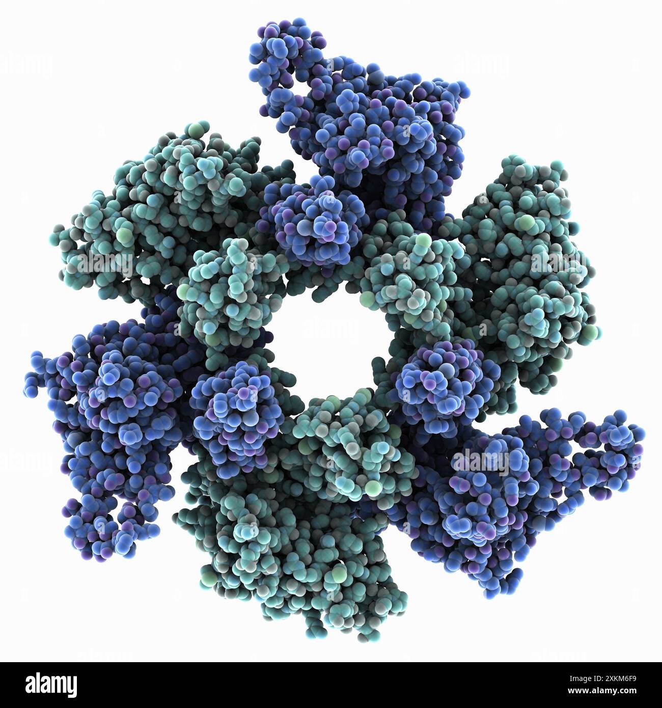 Molecular model of the homo 6-mer minichromosomal maintenance protein ...
