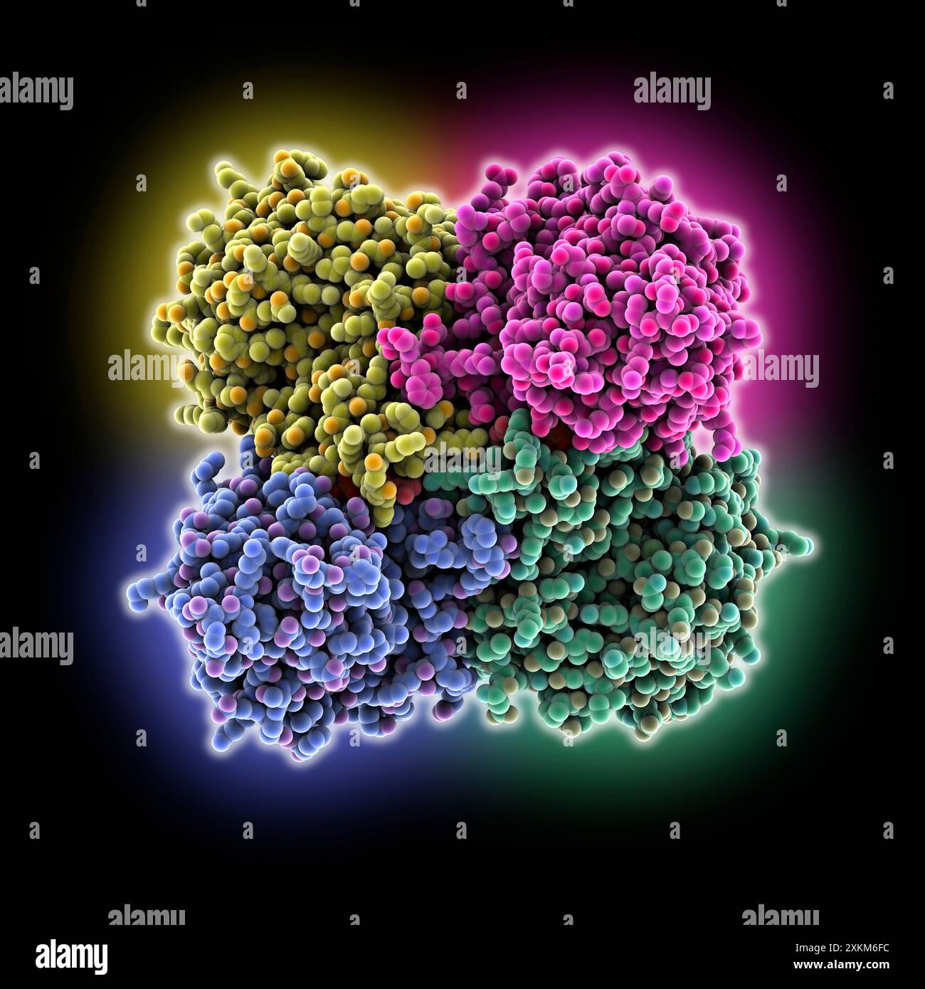 Molecular model of human homo 4-mer LCAD complexed with lauric acid ...