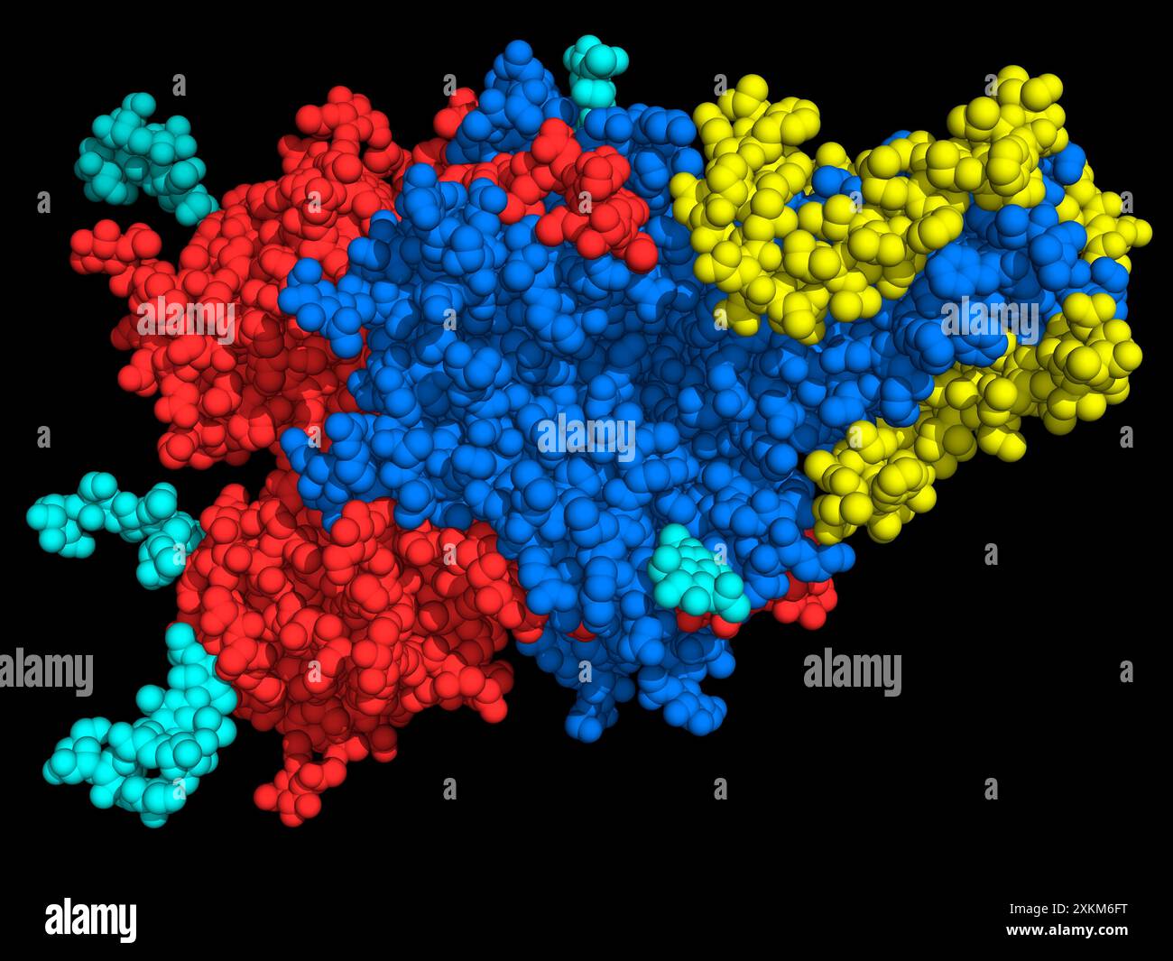 Molecular model of the Lujo virus spike complex consisting of three different glycoproteins ...