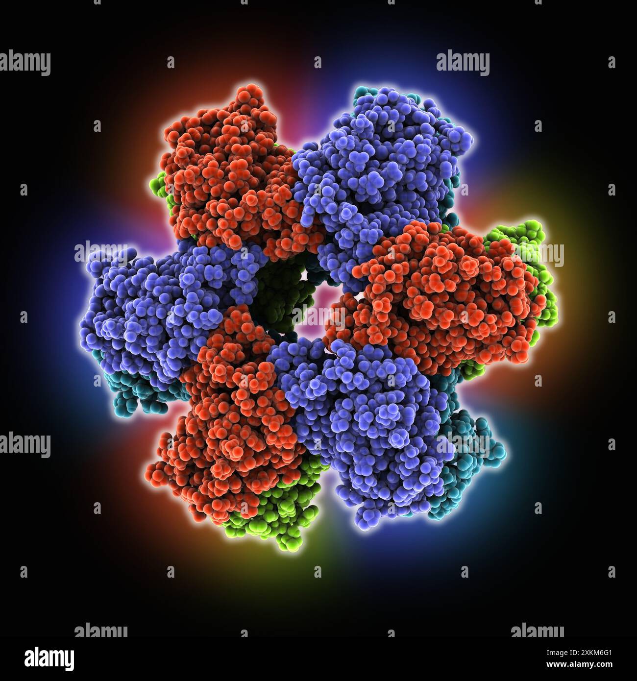 Molecular model of the 12 mer Venus-tagged CaMKII alpha association ...