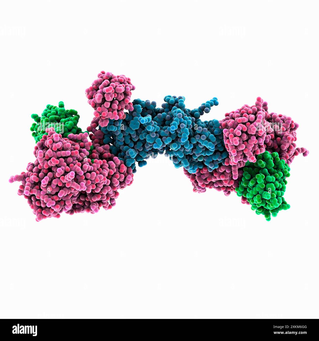 Molecular model of the E1 (magenta), E2 (blue) and UbI (green) complex ...