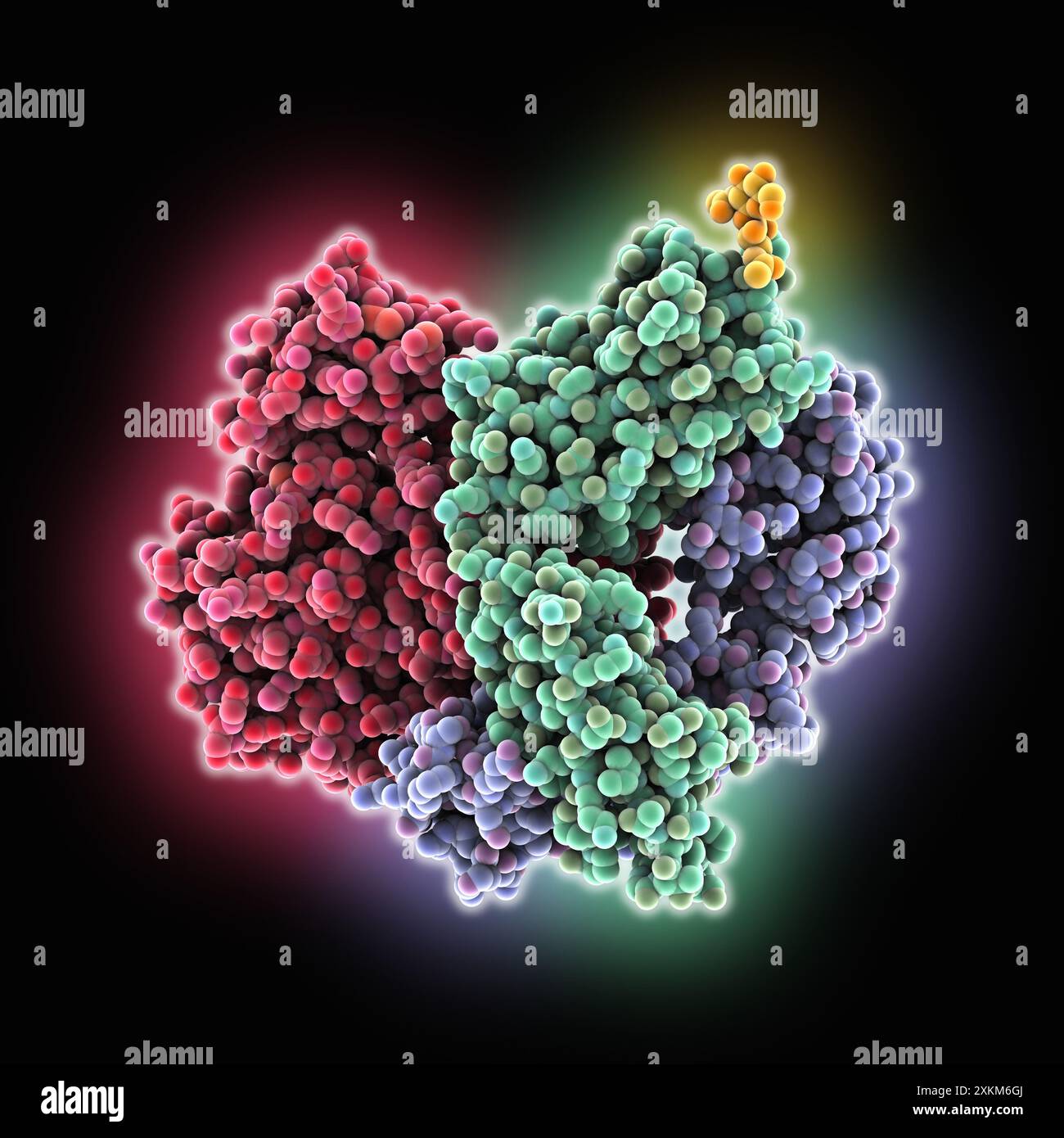 Molecular model of the SFTS virus Gn glycoprotein (brown) complexed ...