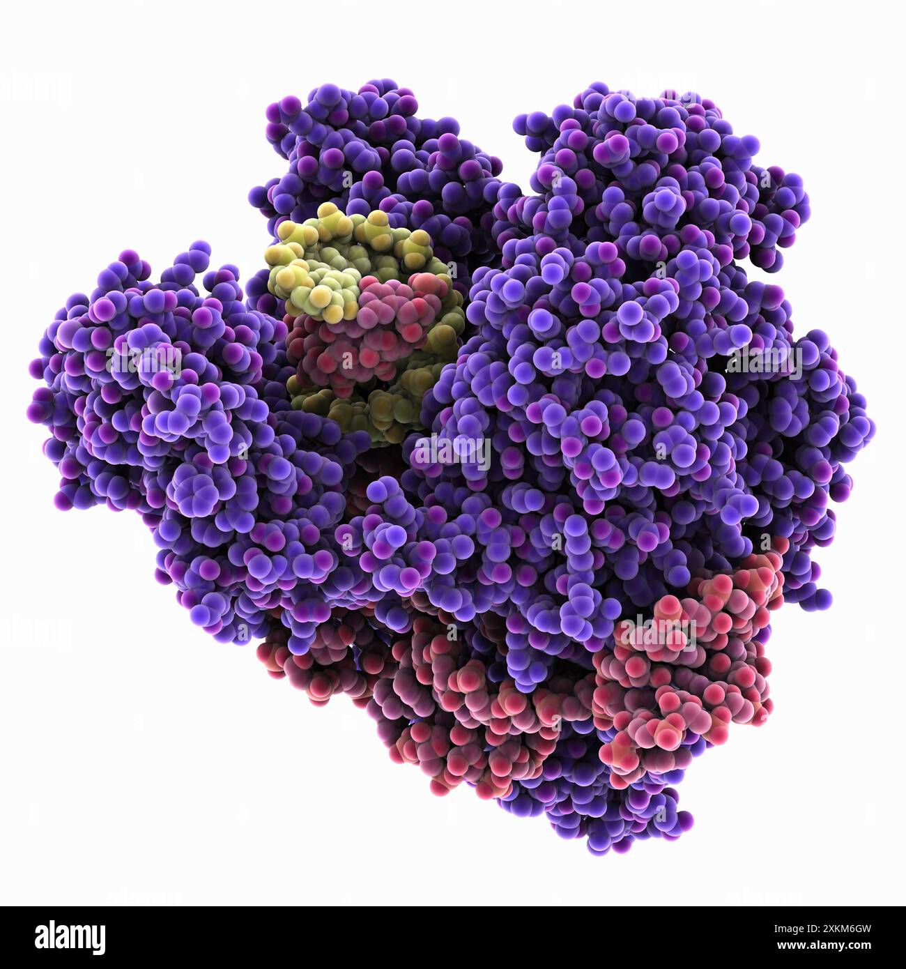 Molecular model of Cas9 (purple) from Streptococcus pyogenes complexed ...