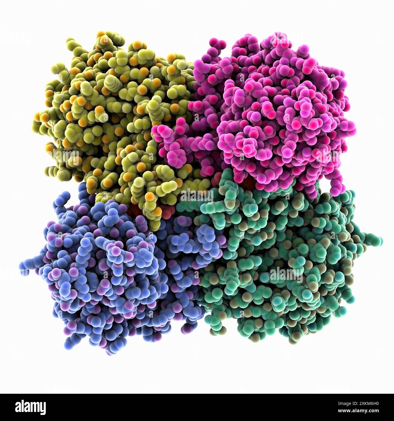 Molecular model of human homo 4-mer LCAD complexed with lauric acid buried inside the molecule ...
