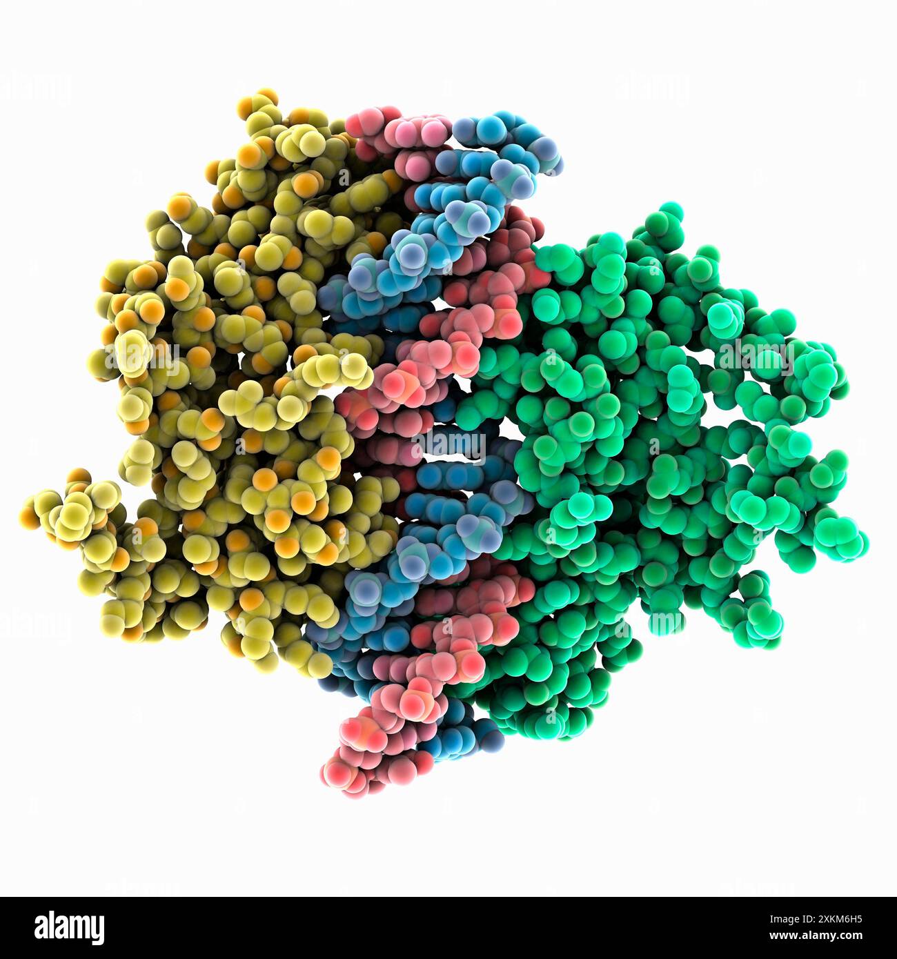 Molecular model of a promoter DNA (red, blue) complexed with the ...