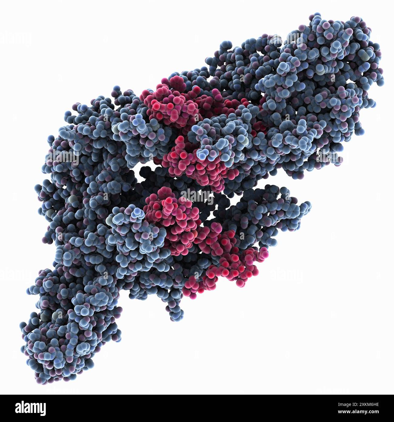 Molecular model of the inactivated tick-borne encephalitis virus (TBEV) vaccine strain Sofjin ...