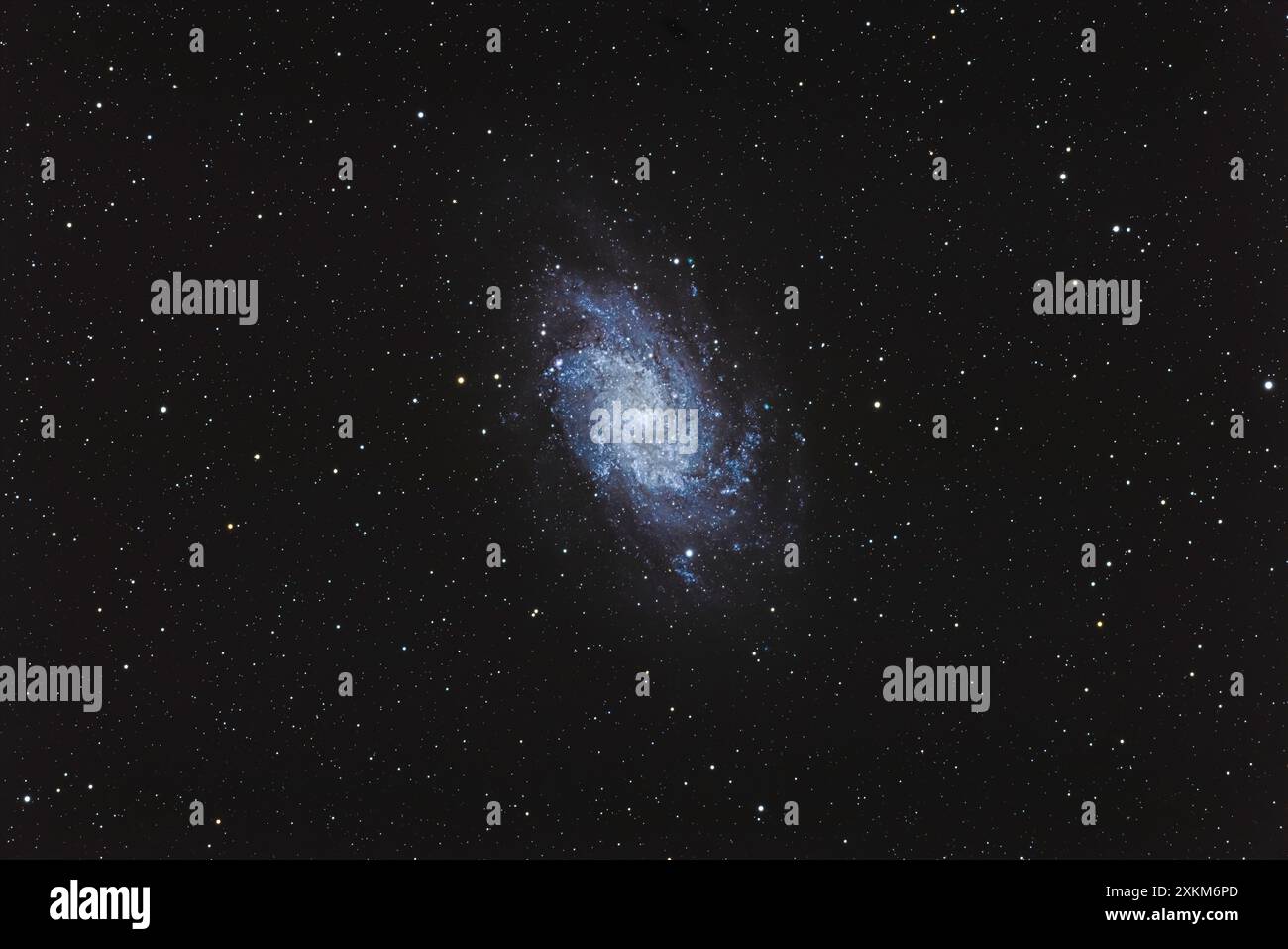 Spiral galaxy Messier 33 (M33) in constellation Triangulum. The galaxy contains a number of cyan ...