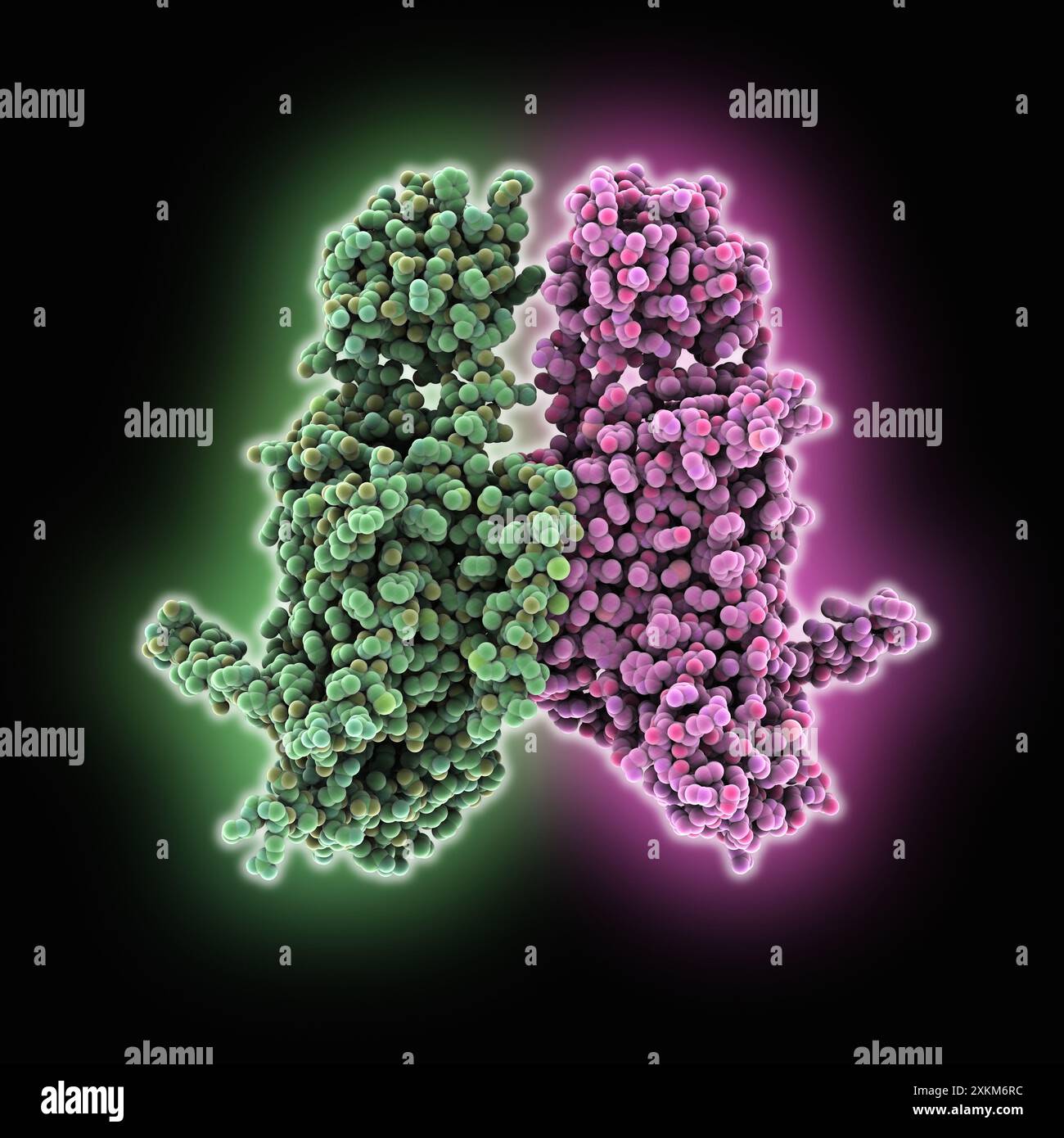 Molecular model of the homo 2-mer human synaptic vesicle glycoprotein 2A (SV2a). SV2A plays a ...