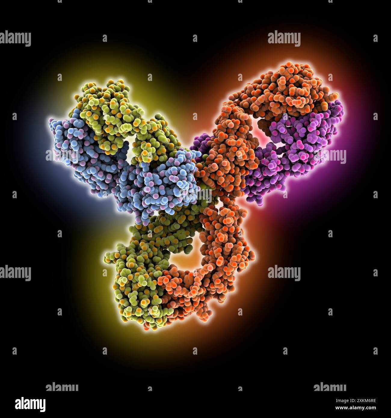 Therapeutic IgG4 antibody Pembrolizumab. Molecular model of ...