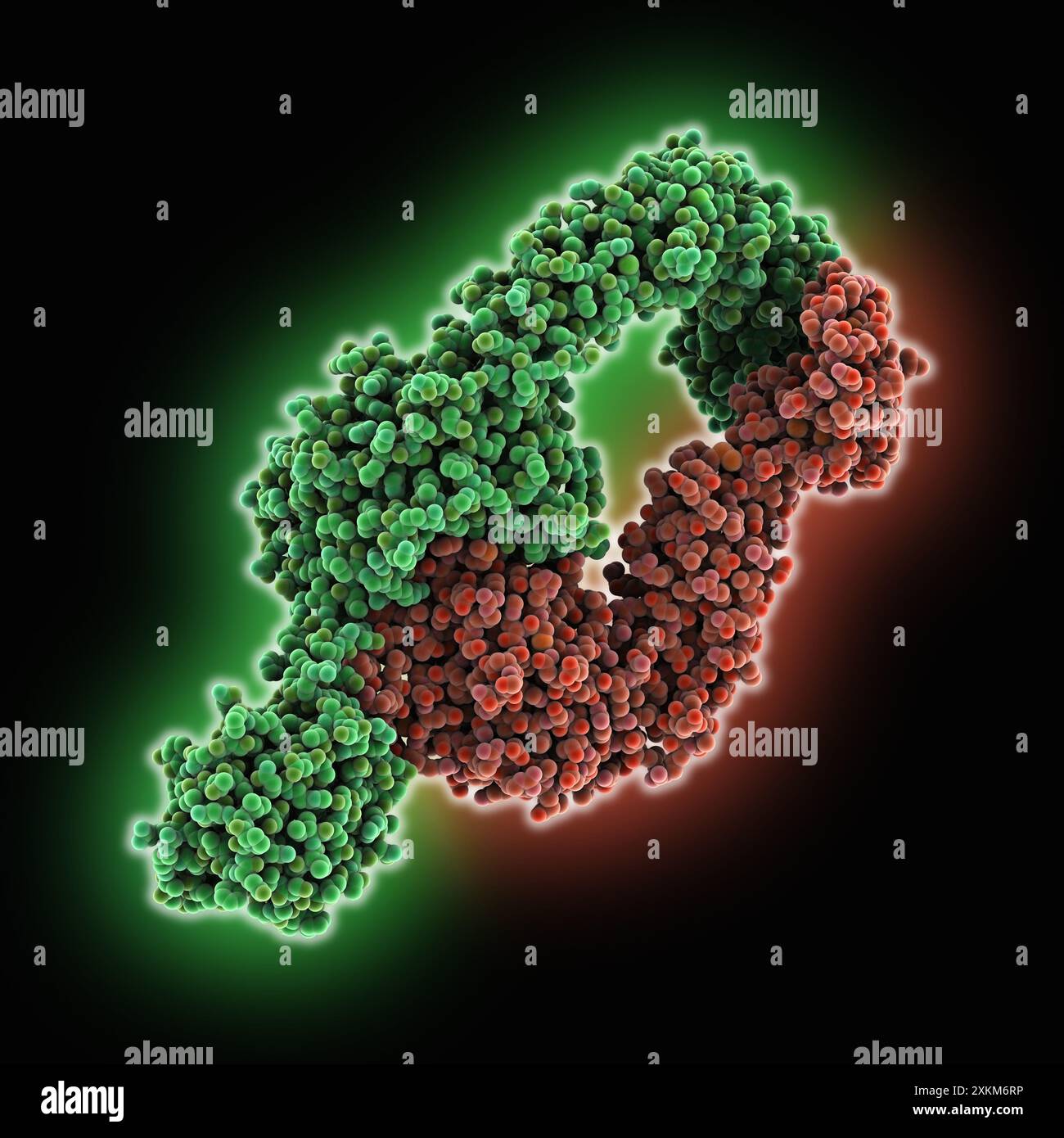 Molecular model of the human integrin alpha-E beta-7 dimer. The alpha ...