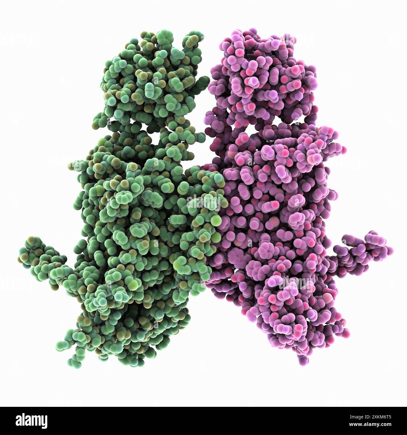 Molecular model of the homo 2-mer human synaptic vesicle glycoprotein 2A (SV2a). SV2A plays a ...