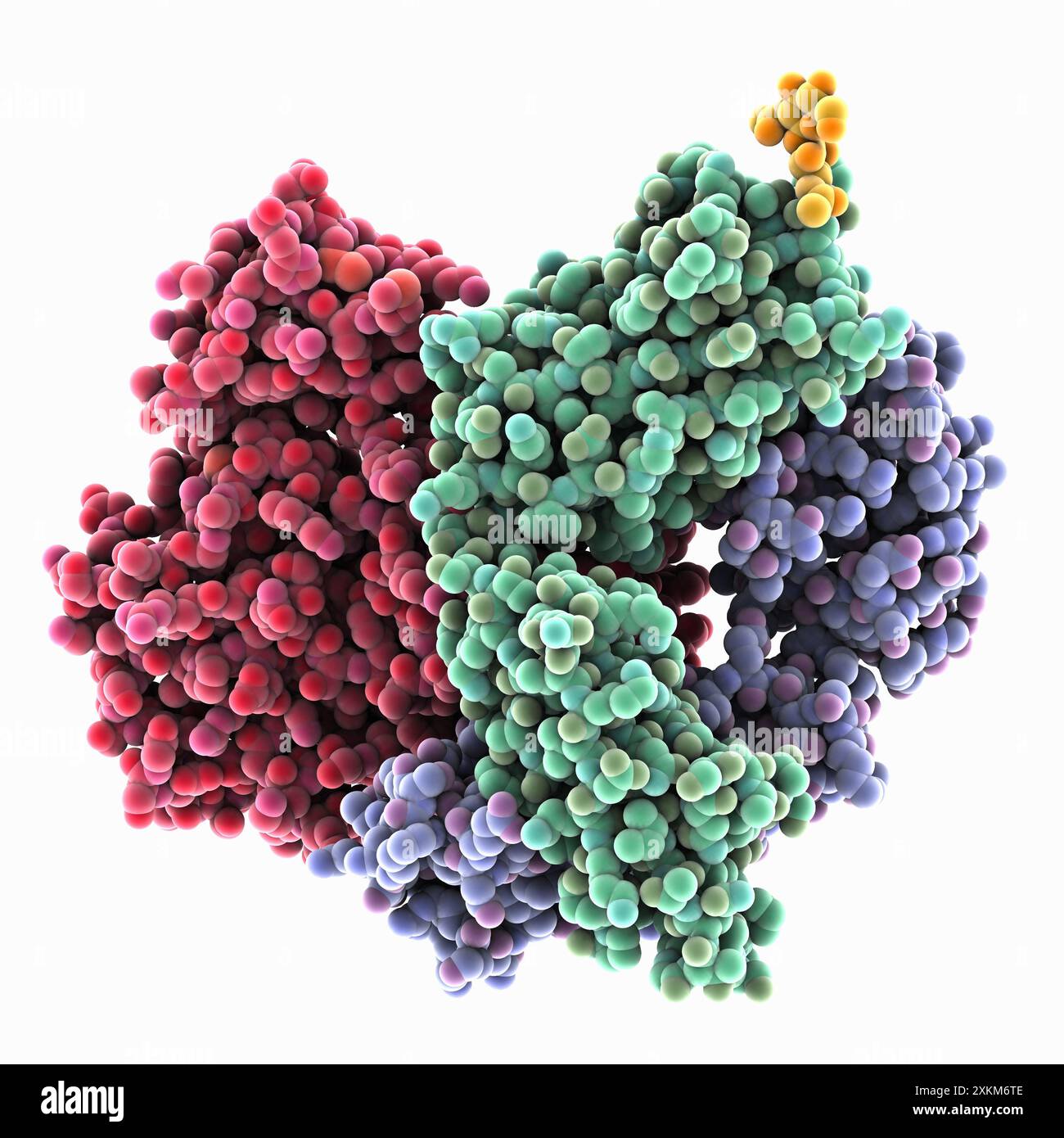Molecular model of the SFTS virus Gn glycoprotein (brown) complexed with the antibody SF1 light ...