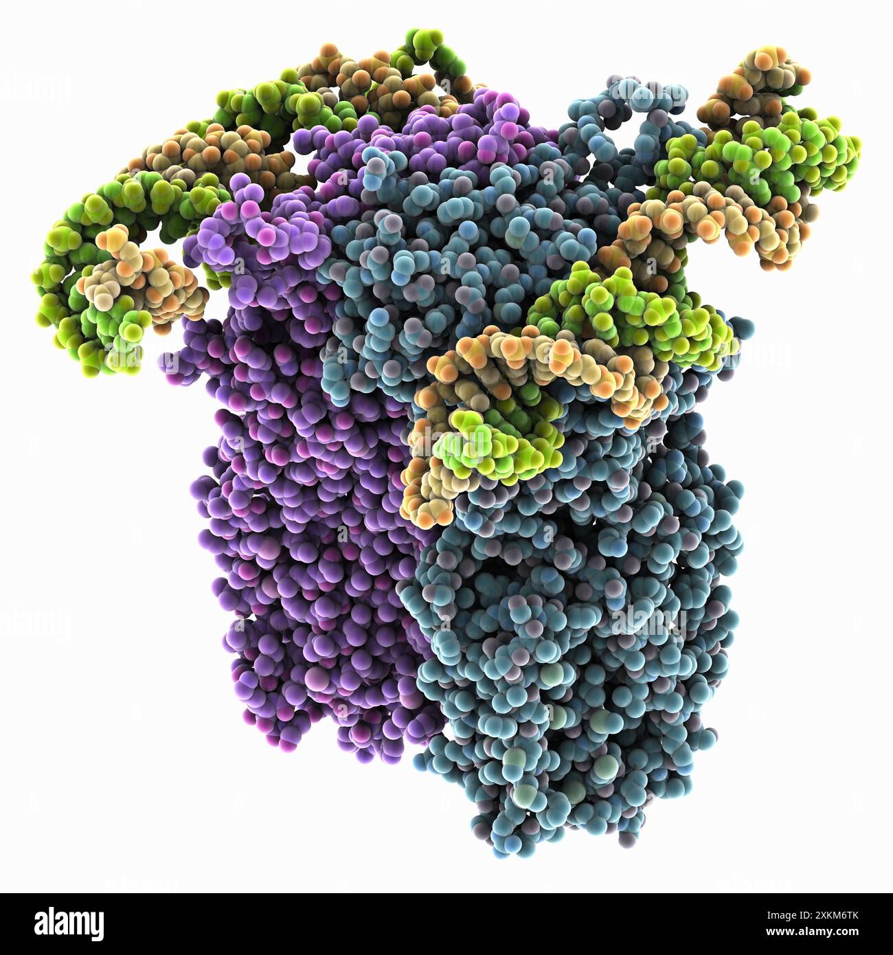 elegans SID1 complexed with dsRNA. Molecular model of homo 2-mer SID1 ...