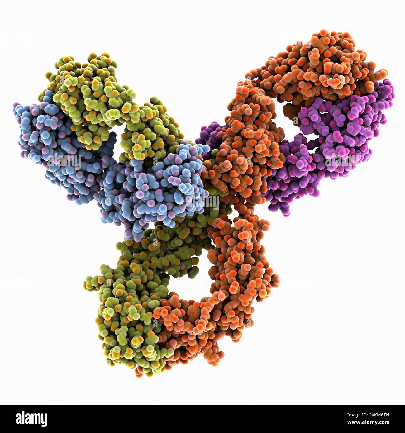 Therapeutic IgG4 antibody Pembrolizumab. Molecular model of ...
