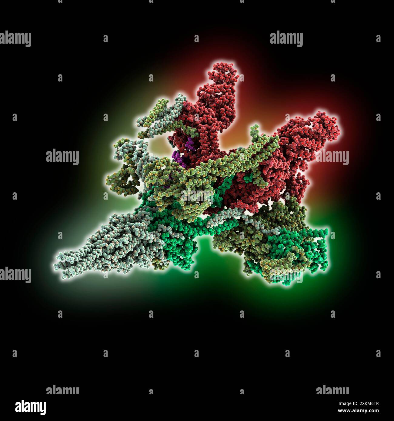 Stalk-Arches-IMC structure from the fully-assembled R388 type IV ...