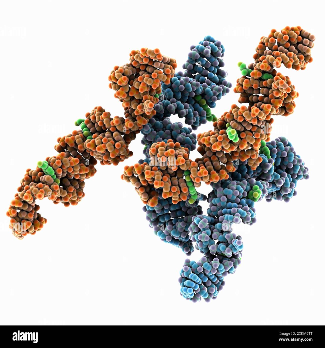 Fluorescent RNA aptamer with ligand. Molecular model of a synthetic ...