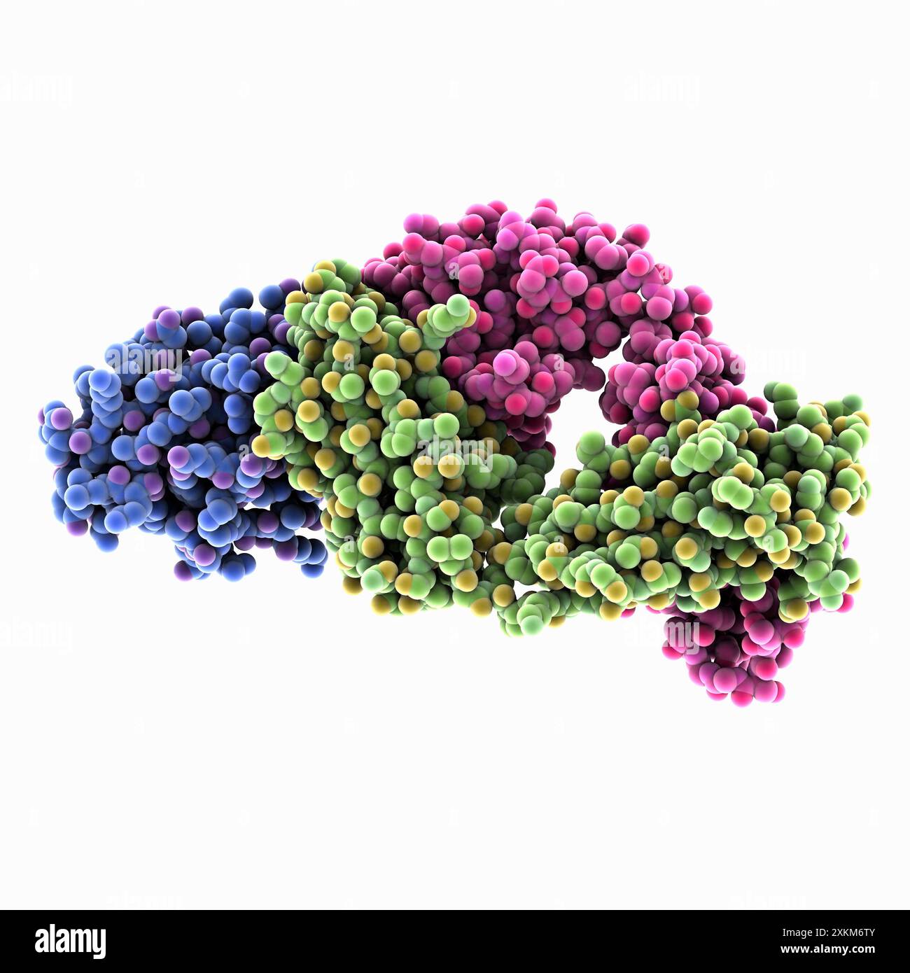 Antibody S79 complexed with human PD-L1 (programmed cell death 1 ligand ...