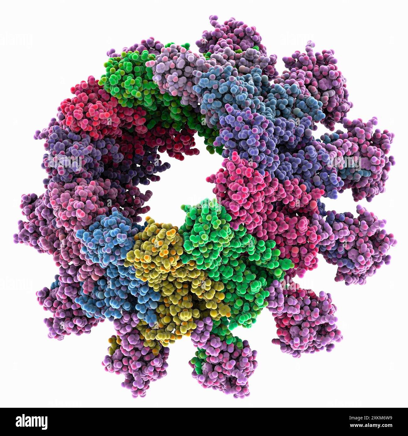 Human CALHM2 (calcium homeostasis modulator family member 2) complexed with nanobody SbC2 ...
