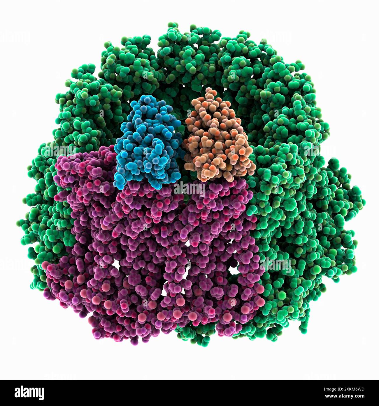 Heteromeric CALHM2/4channel complexed with synthetic nanobody SbC4 ...