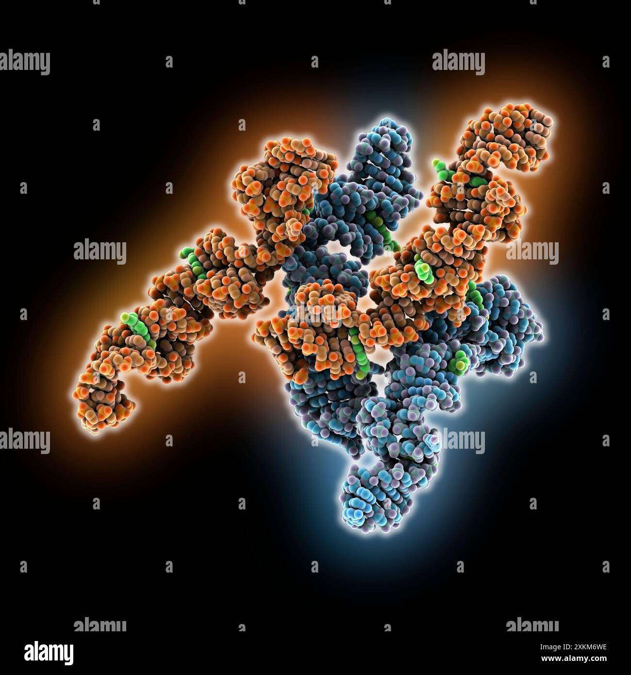 Fluorescent RNA aptamer with ligand. Molecular model of a synthetic ...