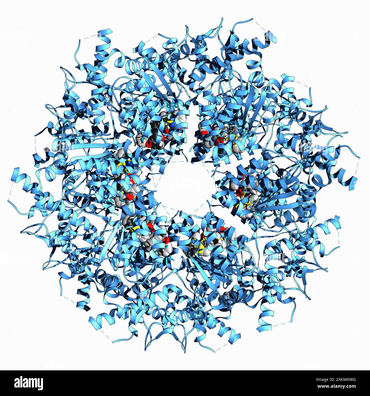 Transitional endoplasmic reticulum ATPase with ATPase activator ...