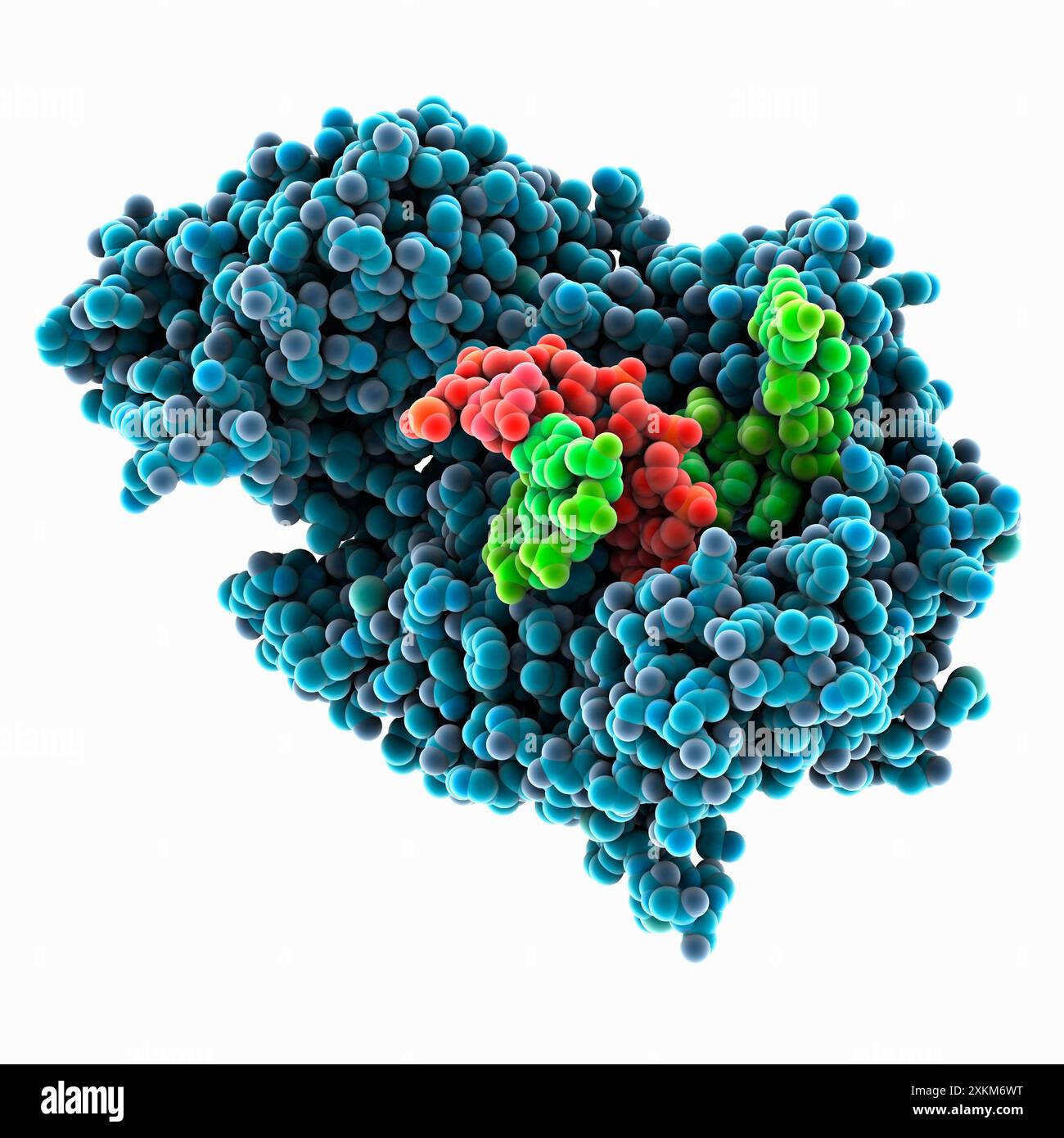 DNA polymerase theta complexed with a double-stranded DNA ...