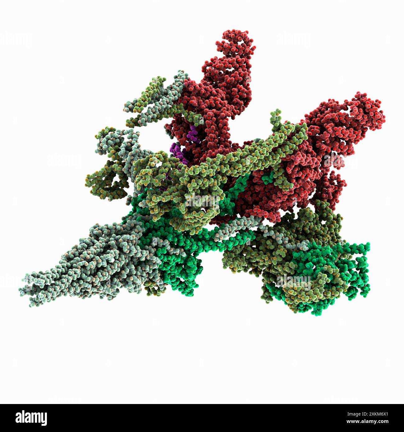 Stalk-Arches-IMC structure from the fully-assembled R388 type IV ...