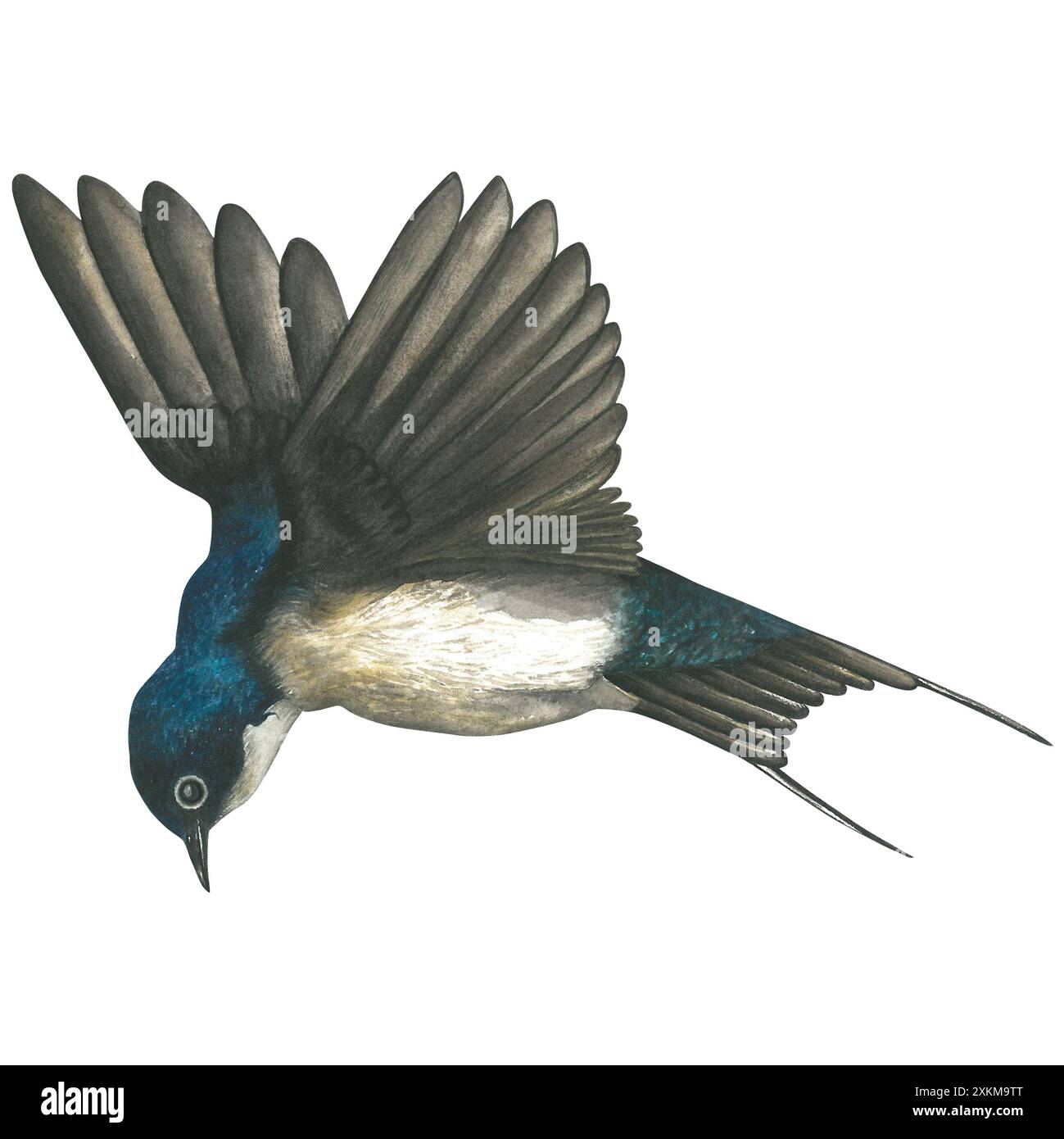 White swallow poster hi-res stock photography and images - Alamy