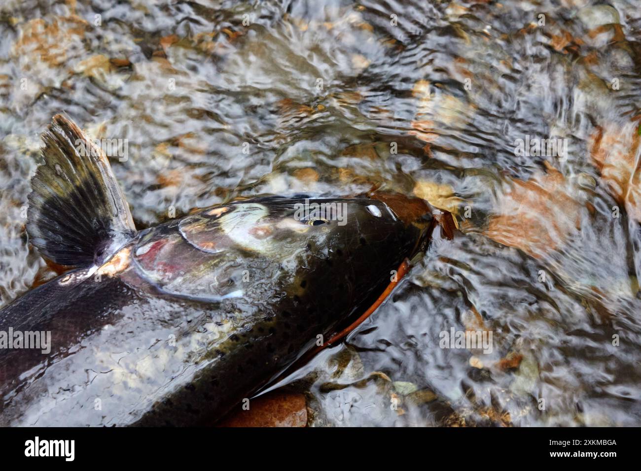 Dead ecosystem hi-res stock photography and images - Alamy