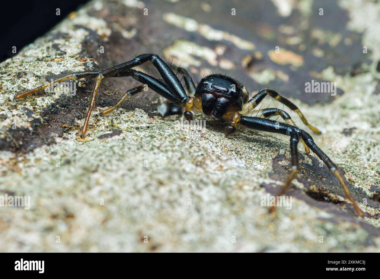 Black Spider, Napoleon spider species on the house floor, Close up ...