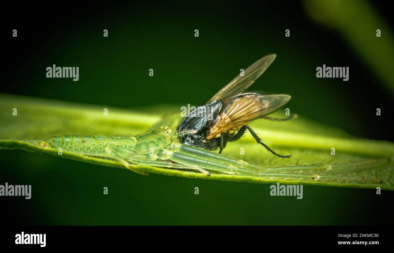 Green crab spider, Oxytate virens eat fly on green leaf, Insect macro ...