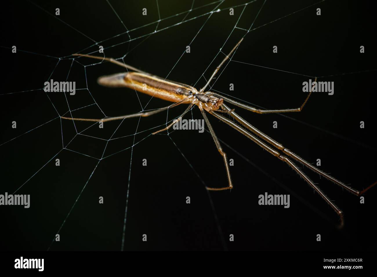 Yellow long-legged spider, Tetragnatha montana spider on the web Stock ...