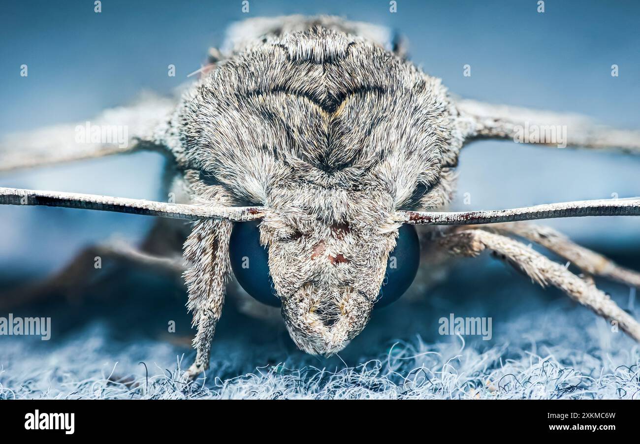 Extreme shot front view of Convolvulus hawk-moth, Close up of insect on ...