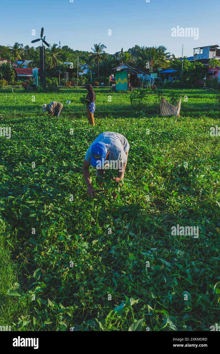 Balikpapan, Indonesia - May 30th, 2024. They are working under direct ...