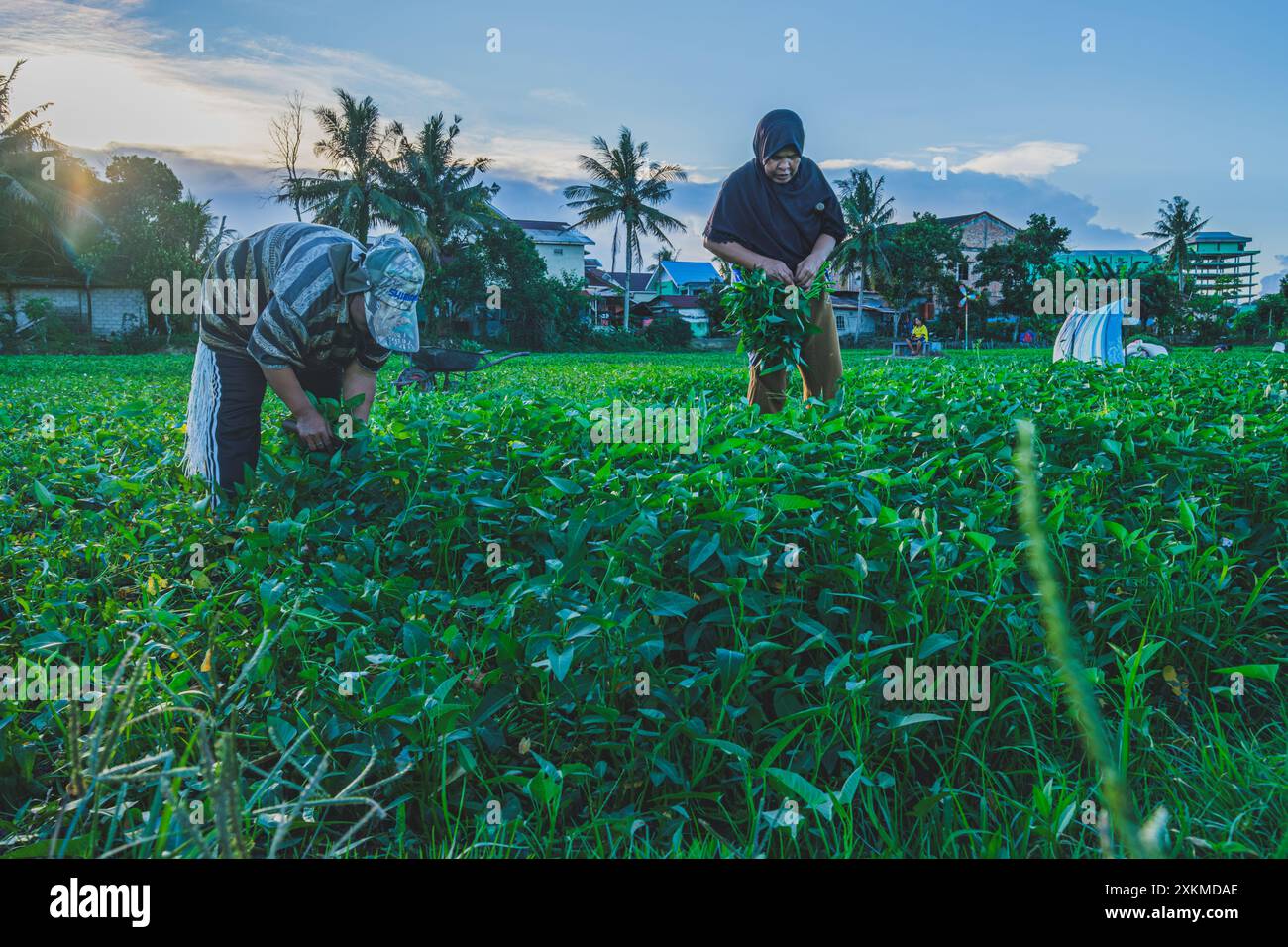Balikpapan, Indonesia - May 30th, 2024. they are harvesting the water spinach vegetable plants ...