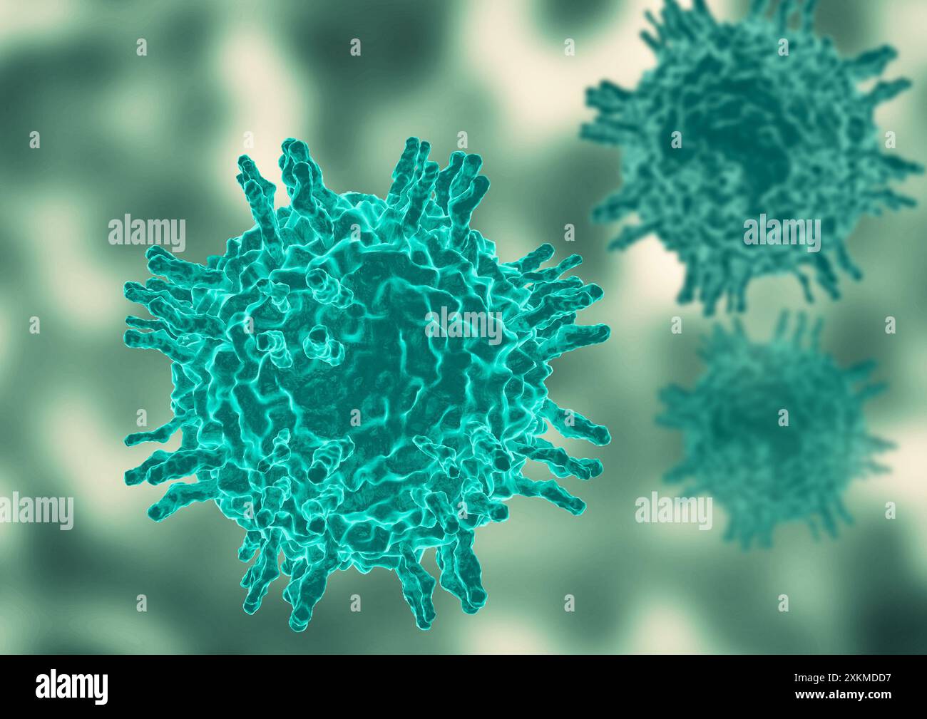 Morbillivirus is the virus that causes the infectious disease known as ...