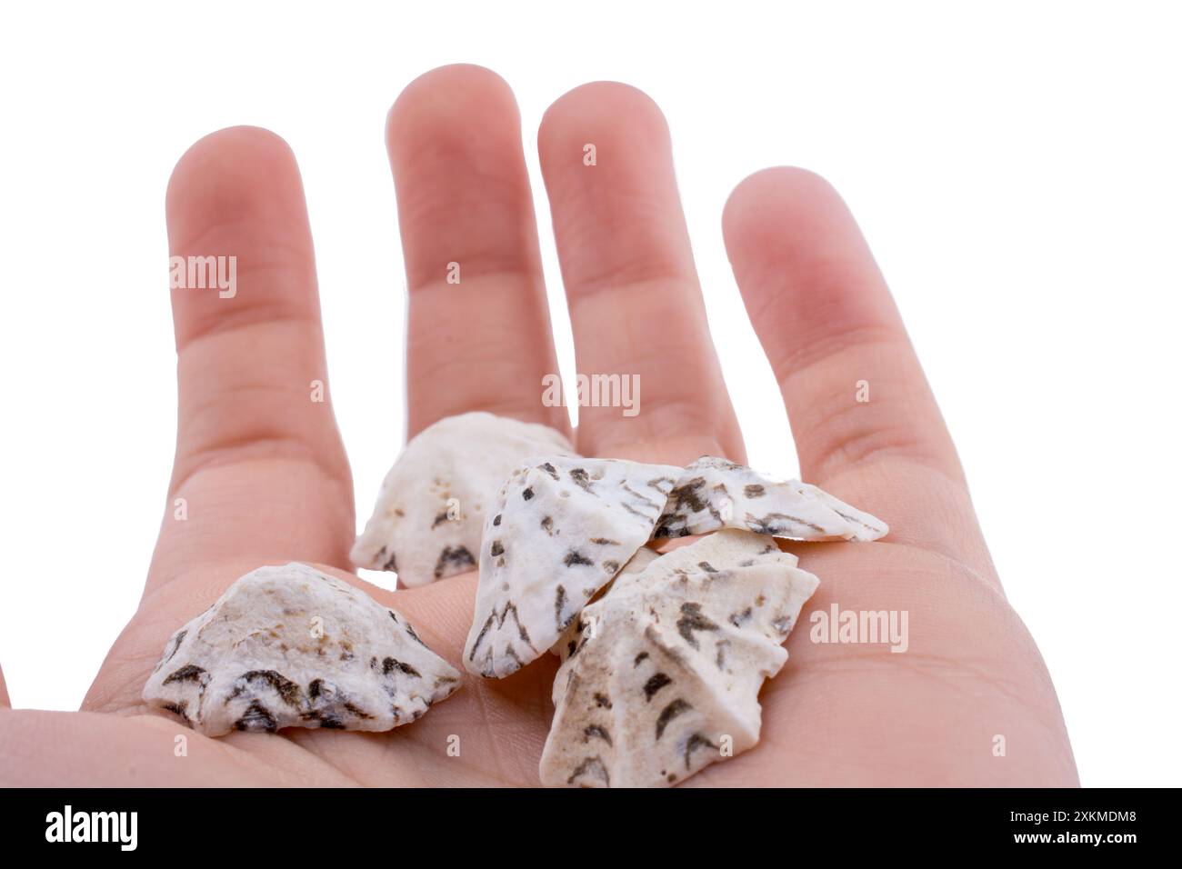Hand holding Beautiful sea shell on a white background Stock Photo - Alamy