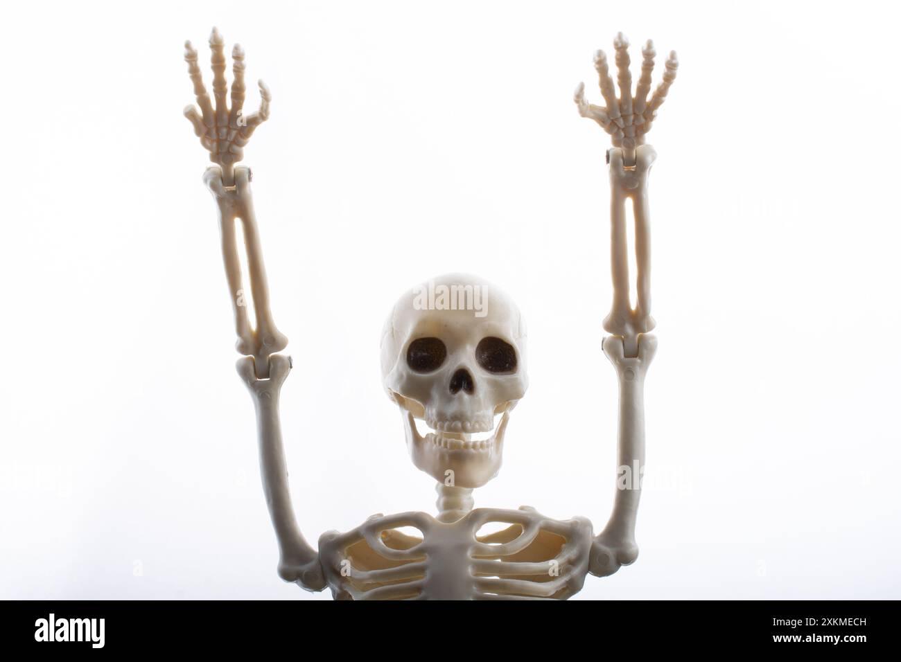 Human skeleton model for medical anatomy science Medical clinic concept ...