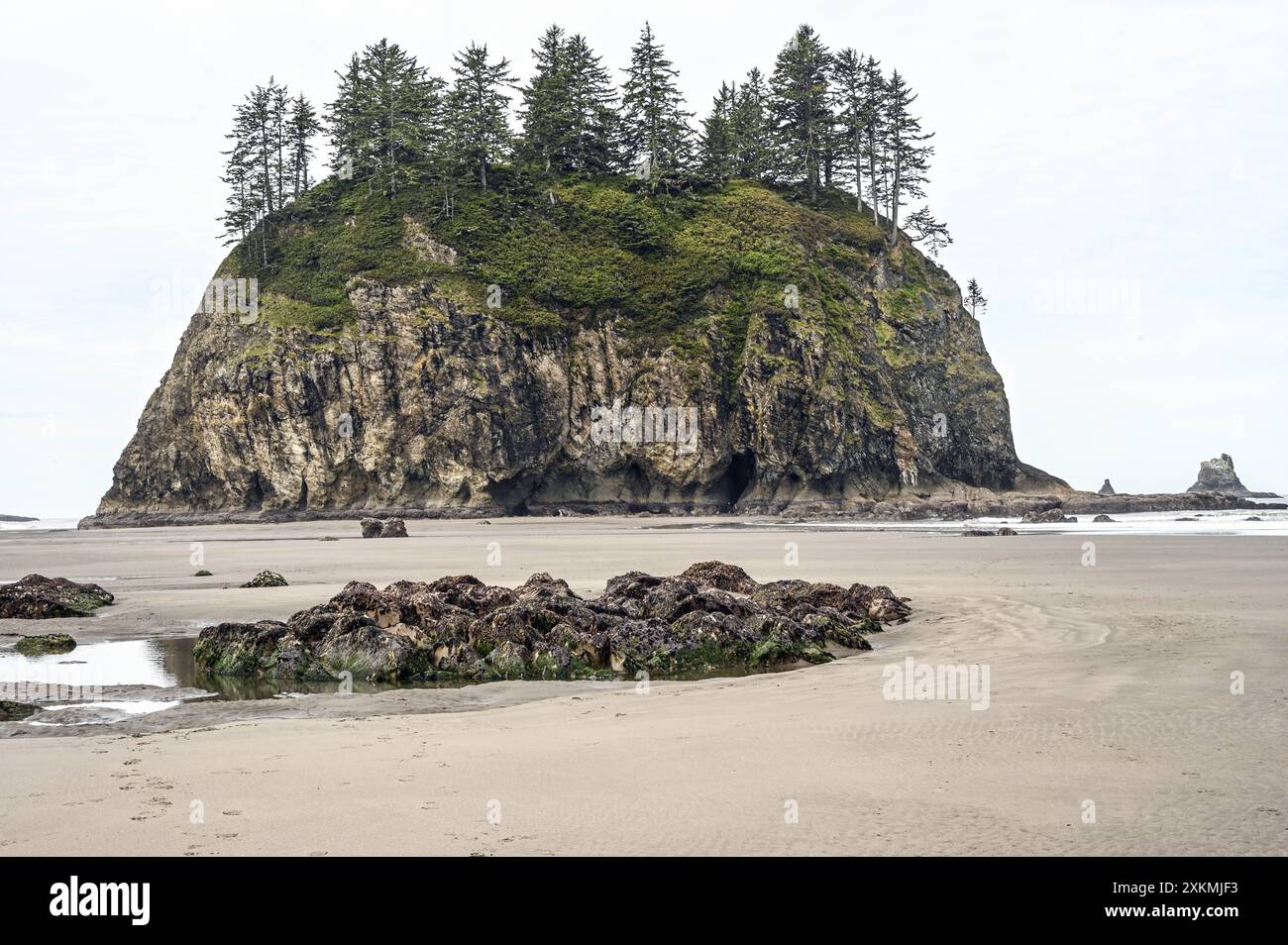 Trees on top of an rock outcropping at Second Beach Olympic National ...