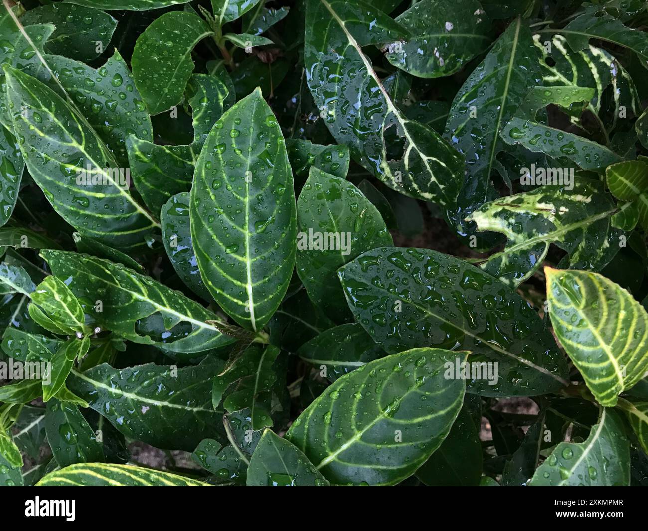Top view green leaves hi-res stock photography and images - Alamy
